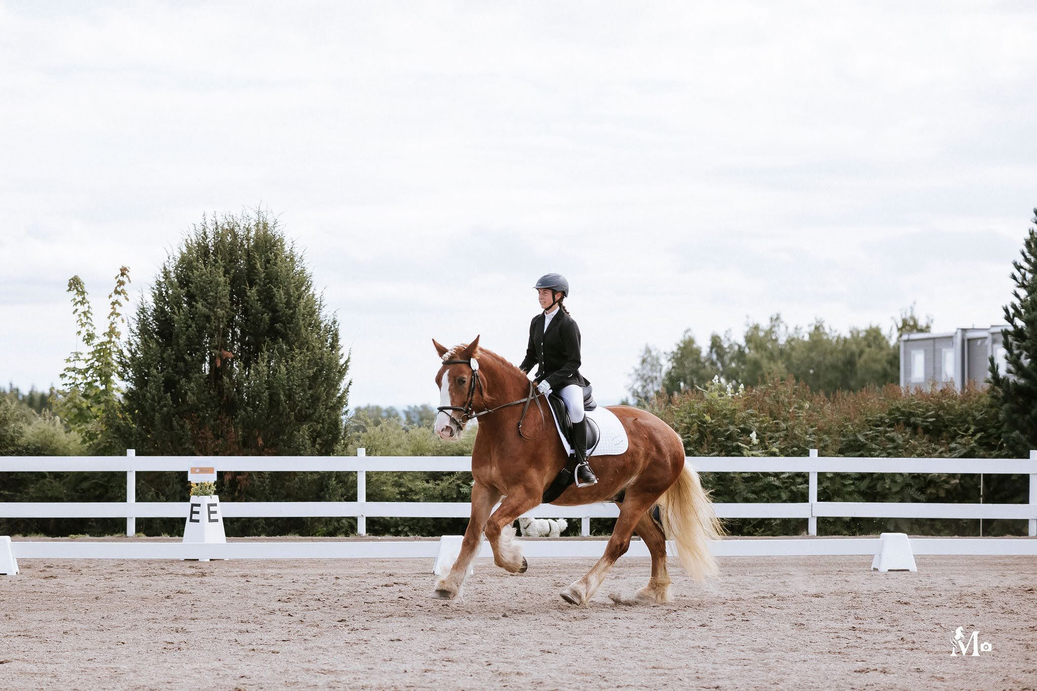 Dølahestene på Norsk Hestesenter - STIFTELSEN NORSK HESTESENTER